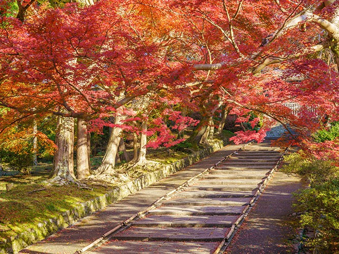 When and where you can enjoy Osaka’s spectacular fall scenery